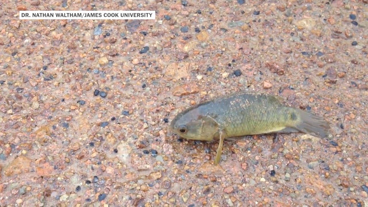 This invasive fish can live for days on land, dragging itself along ...