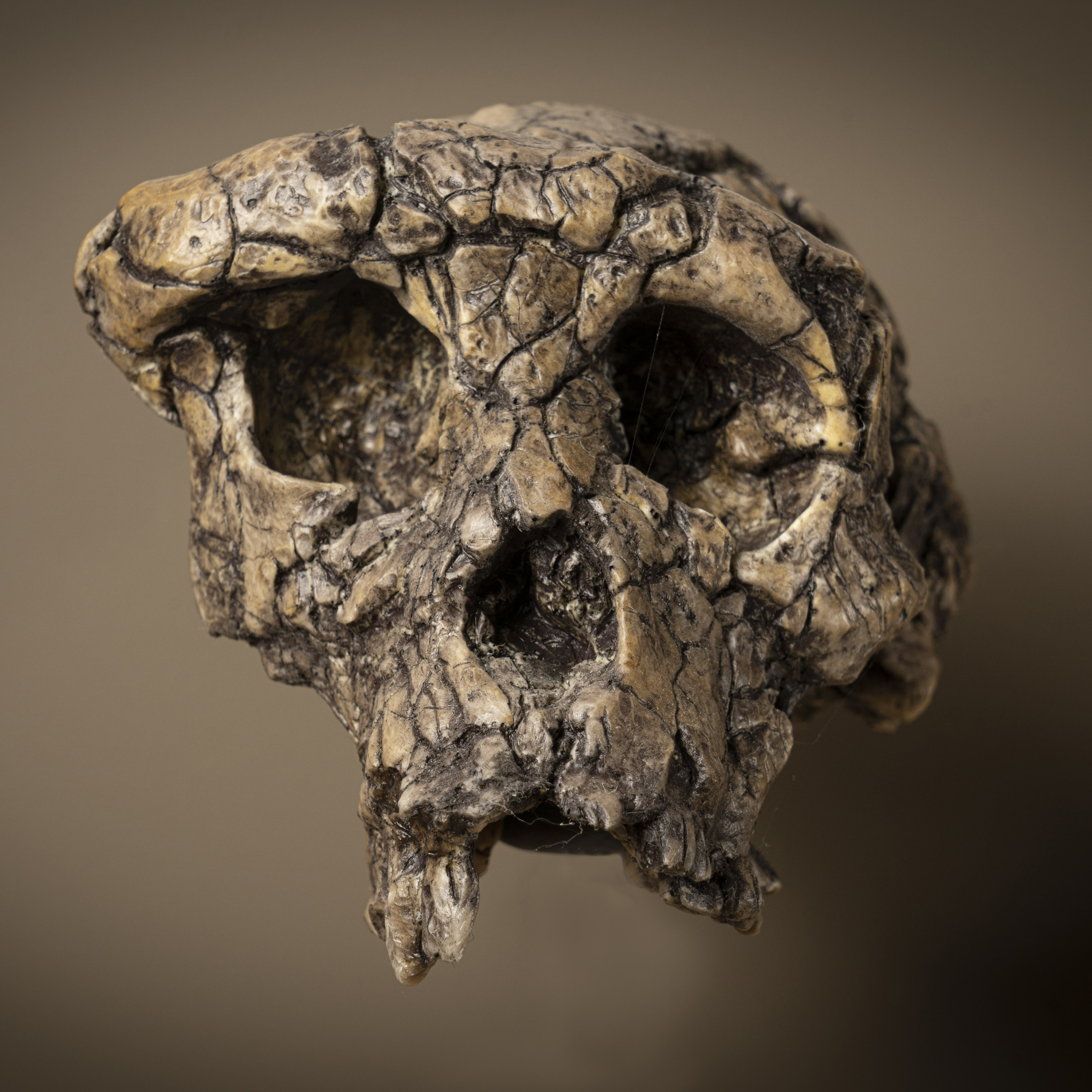 Sahelanthropus Tchadensis Bipedal 6369