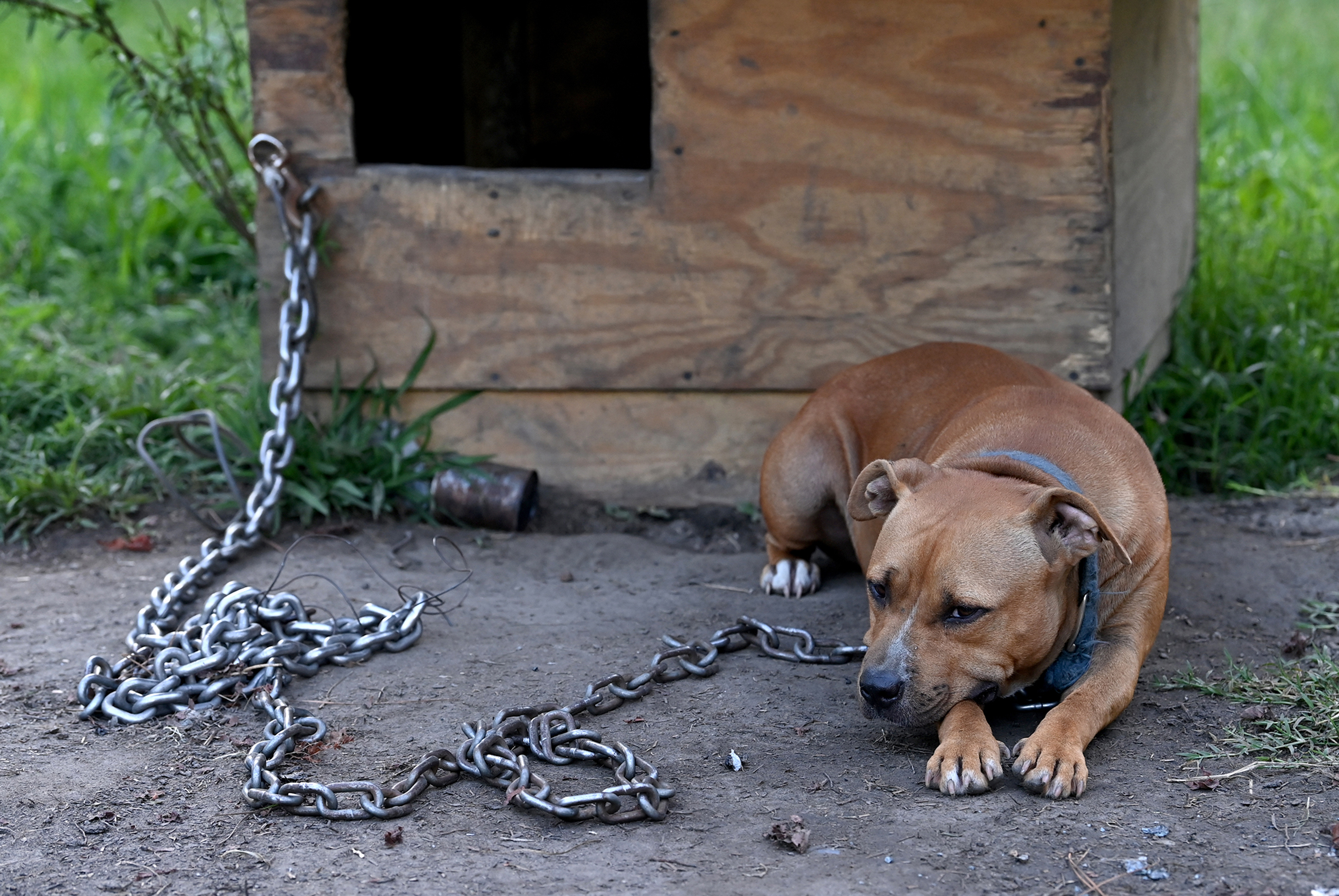 Why are so many people so cruel to their dogs? - The Washington Post